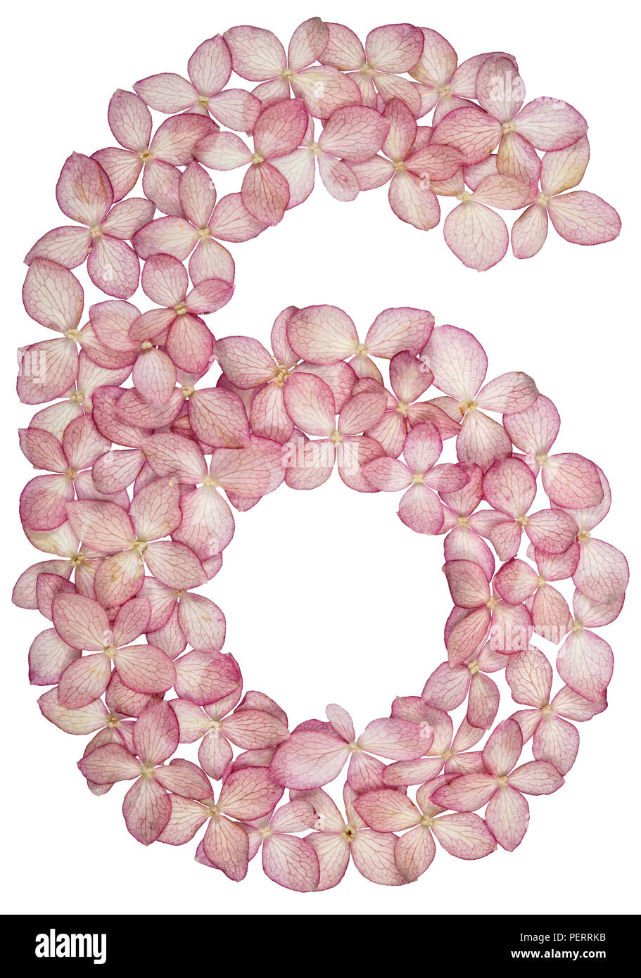 Arabic numeral 6, six, from flowers of hydrangea, isolated on white ...