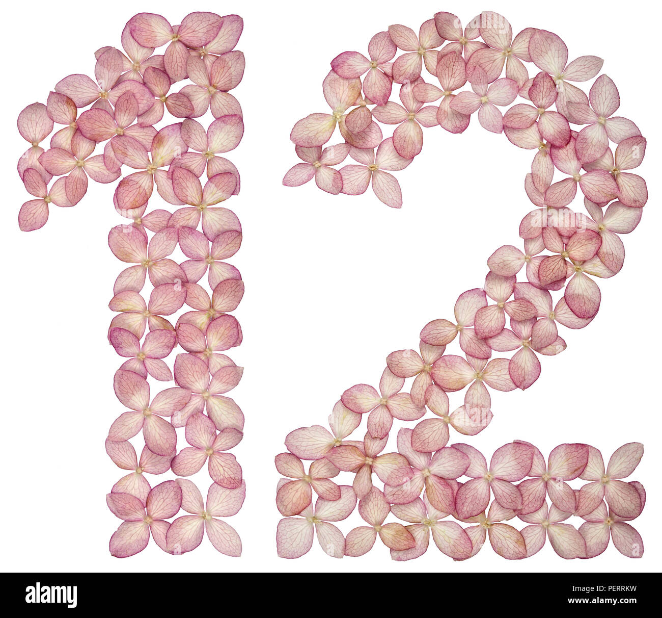 Arabic numeral 12, twelve, from flowers of hydrangea, isolated on white ...