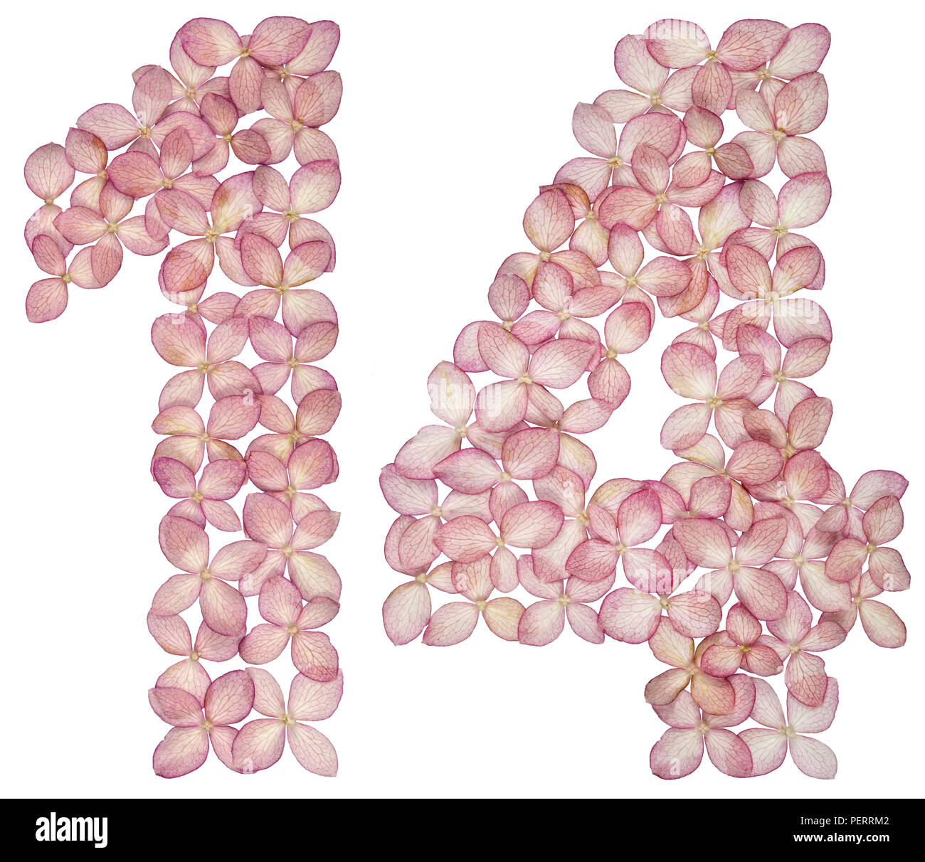 Arabic numeral 14, fourteen, from flowers of hydrangea, isolated on ...
