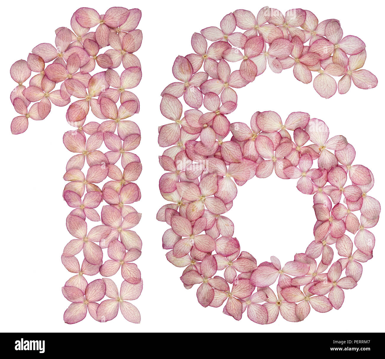 Arabic numeral 16, sixteen, from flowers of hydrangea, isolated on ...