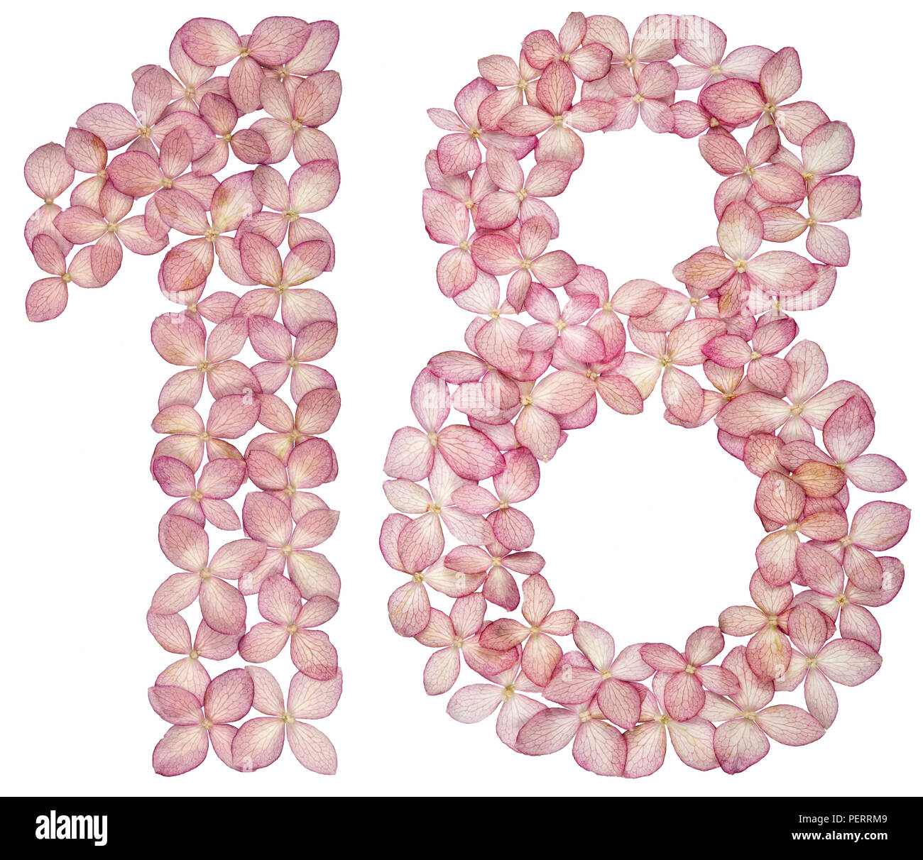 Arabic numeral 18, eighteen, from flowers of hydrangea, isolated on ...