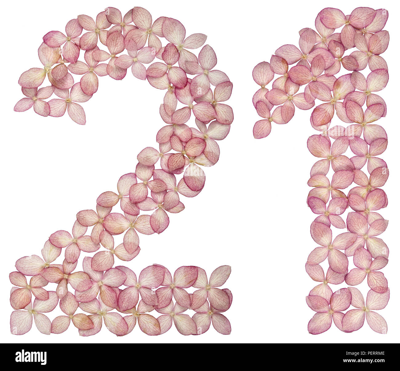 Arabic numeral 21, twenty one, from flowers of hydrangea, isolated on ...