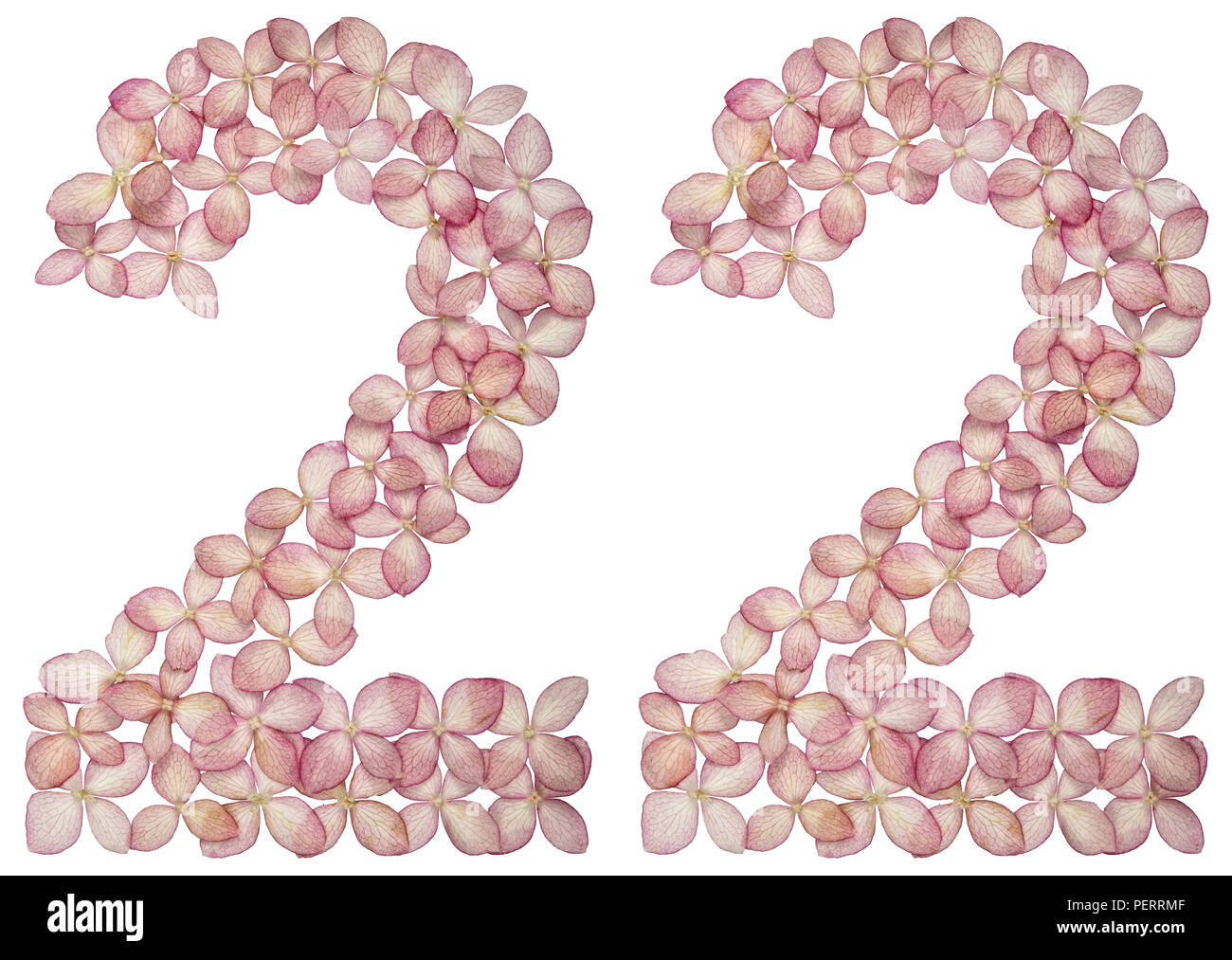 Arabic numeral 22, twenty two, from flowers of hydrangea, isolated on ...