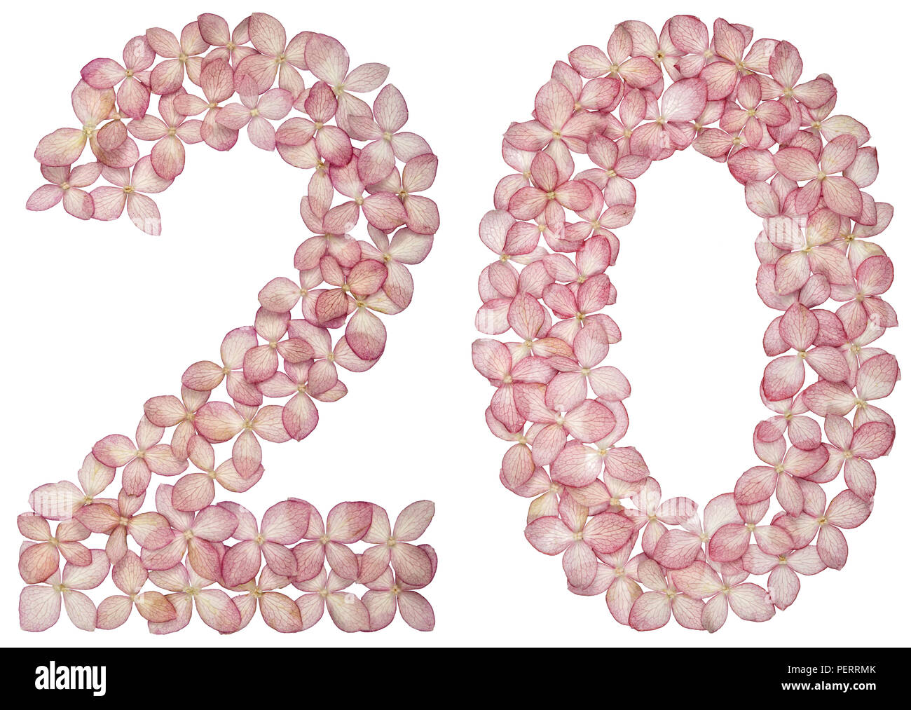 Arabic numeral 20, twenty, from flowers of hydrangea, isolated on white ...