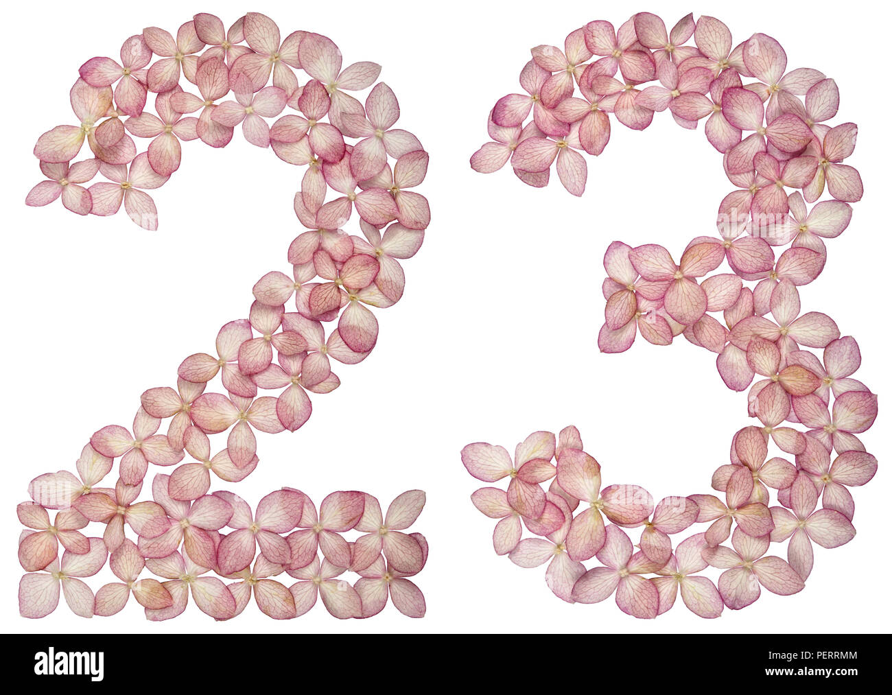 Arabic numeral 23, twenty three, from flowers of hydrangea, isolated on ...