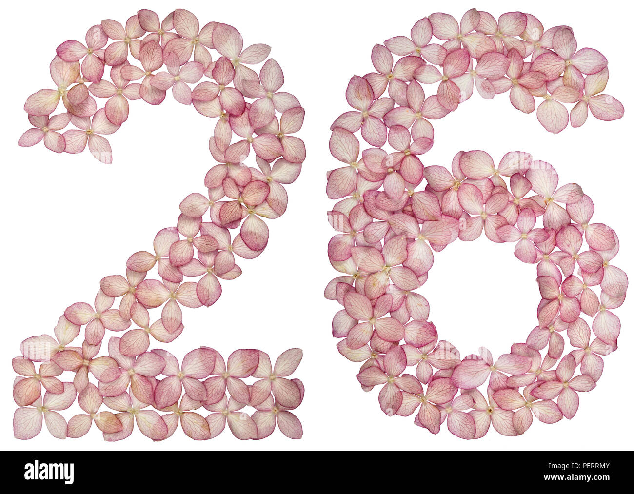 Arabic numeral 26, twenty six, from flowers of hydrangea, isolated on ...