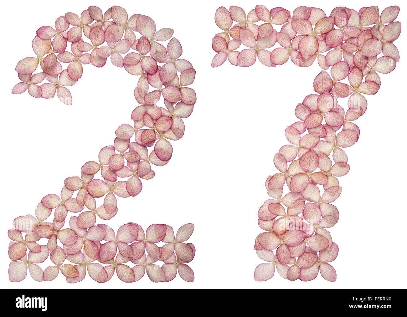 Arabic numeral 27, twenty seven, from flowers of hydrangea, isolated on ...