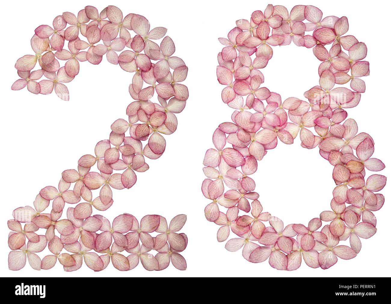 Arabic numeral 28, twenty eight, from flowers of hydrangea, isolated on ...