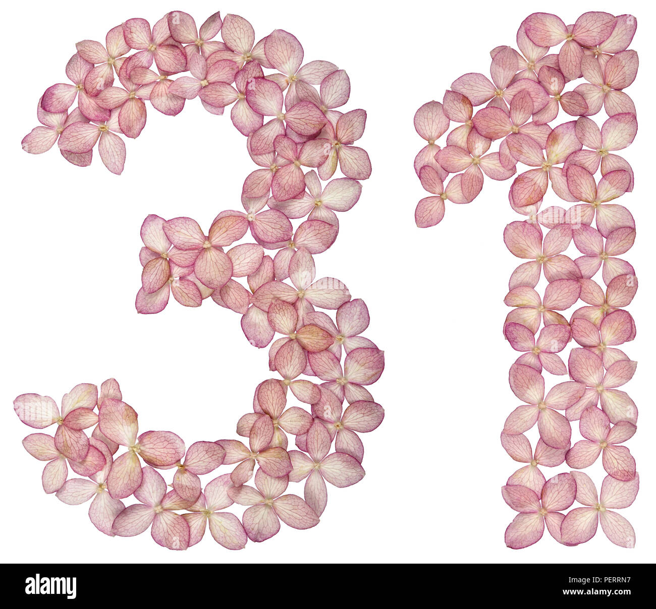 Arabic numeral 31, thirty one, from flowers of hydrangea, isolated on ...