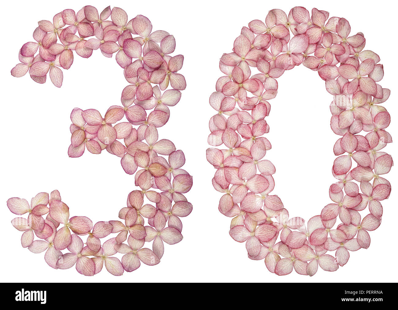 Arabic numeral 30, thirty, from flowers of hydrangea, isolated on white ...