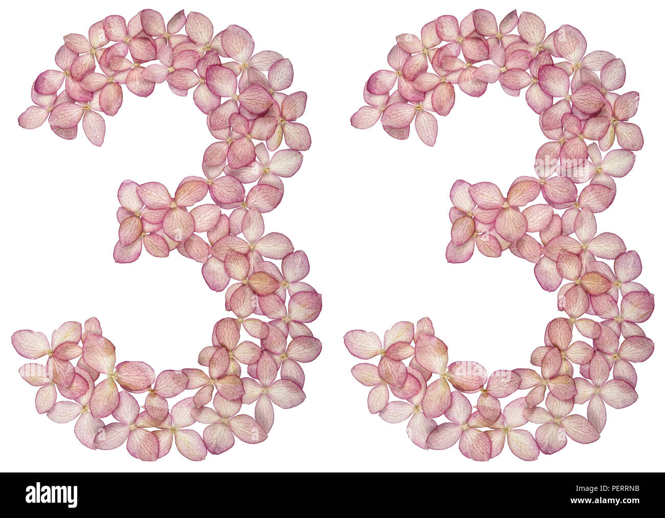 Arabic numeral 33, thirty three, from flowers of hydrangea, isolated on ...