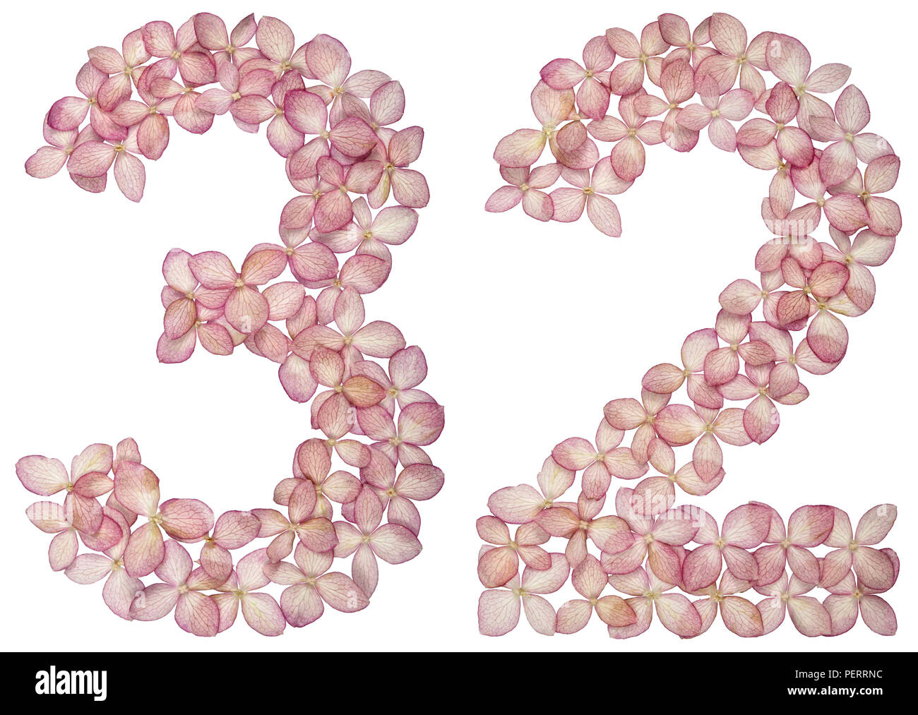 Arabic numeral 32, thirty two, from flowers of hydrangea, isolated on ...