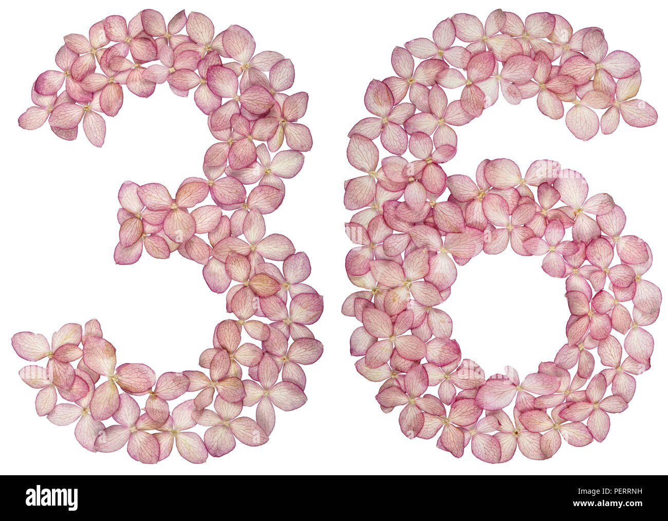 Arabic numeral 36, thirty six, from flowers of hydrangea, isolated on ...