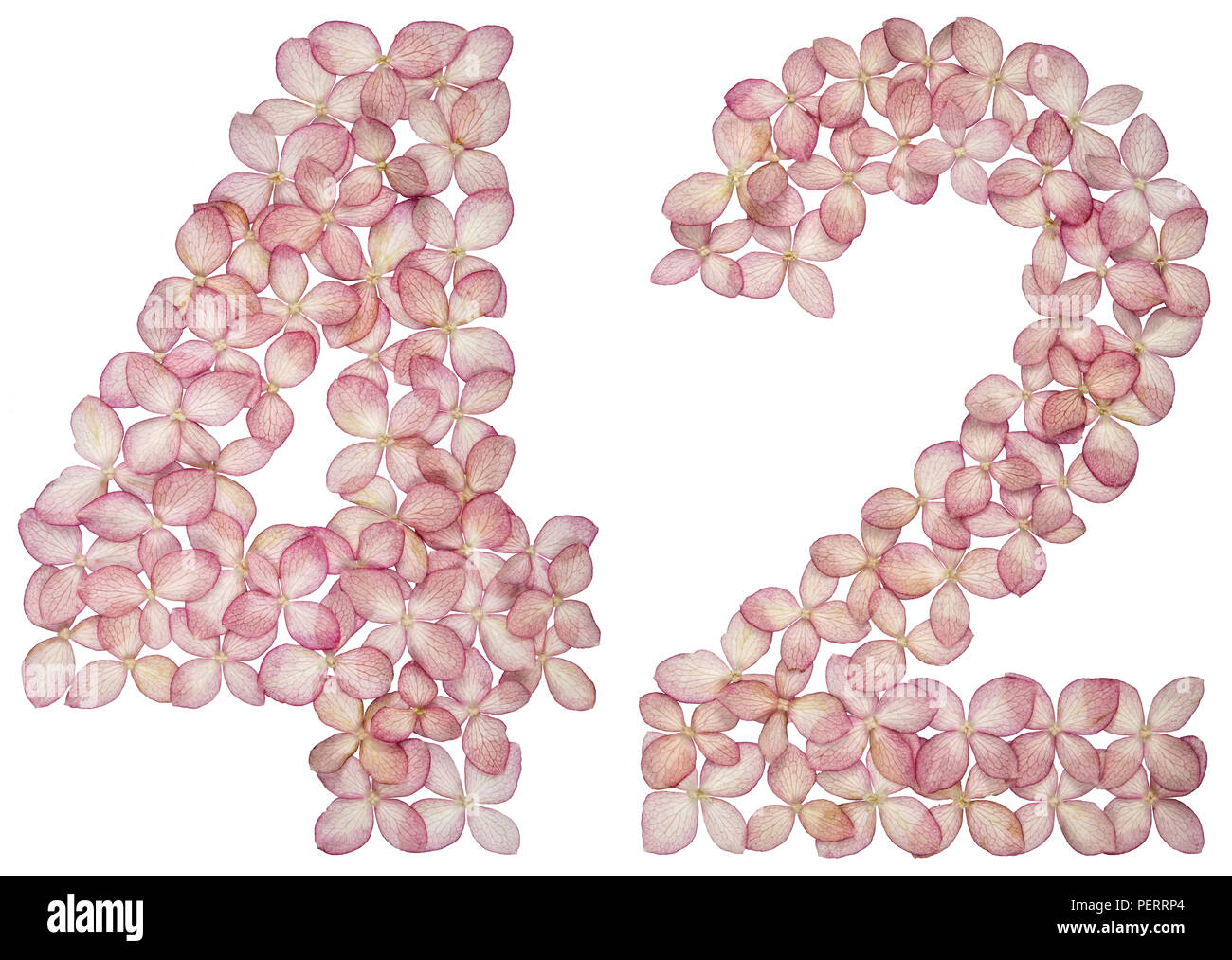 Arabic numeral 42, forty two, from flowers of hydrangea, isolated on ...