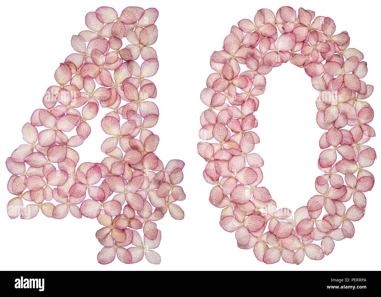 Arabic numeral 40, forty, from flowers of hydrangea, isolated on white ...