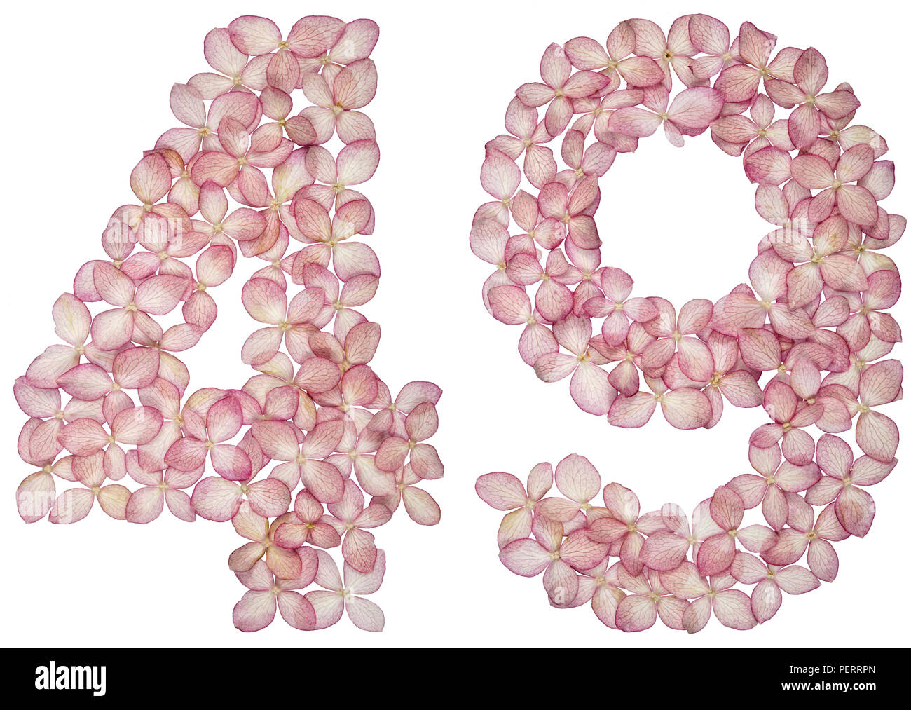 Arabic numeral 49, forty nine, from flowers of hydrangea, isolated on ...