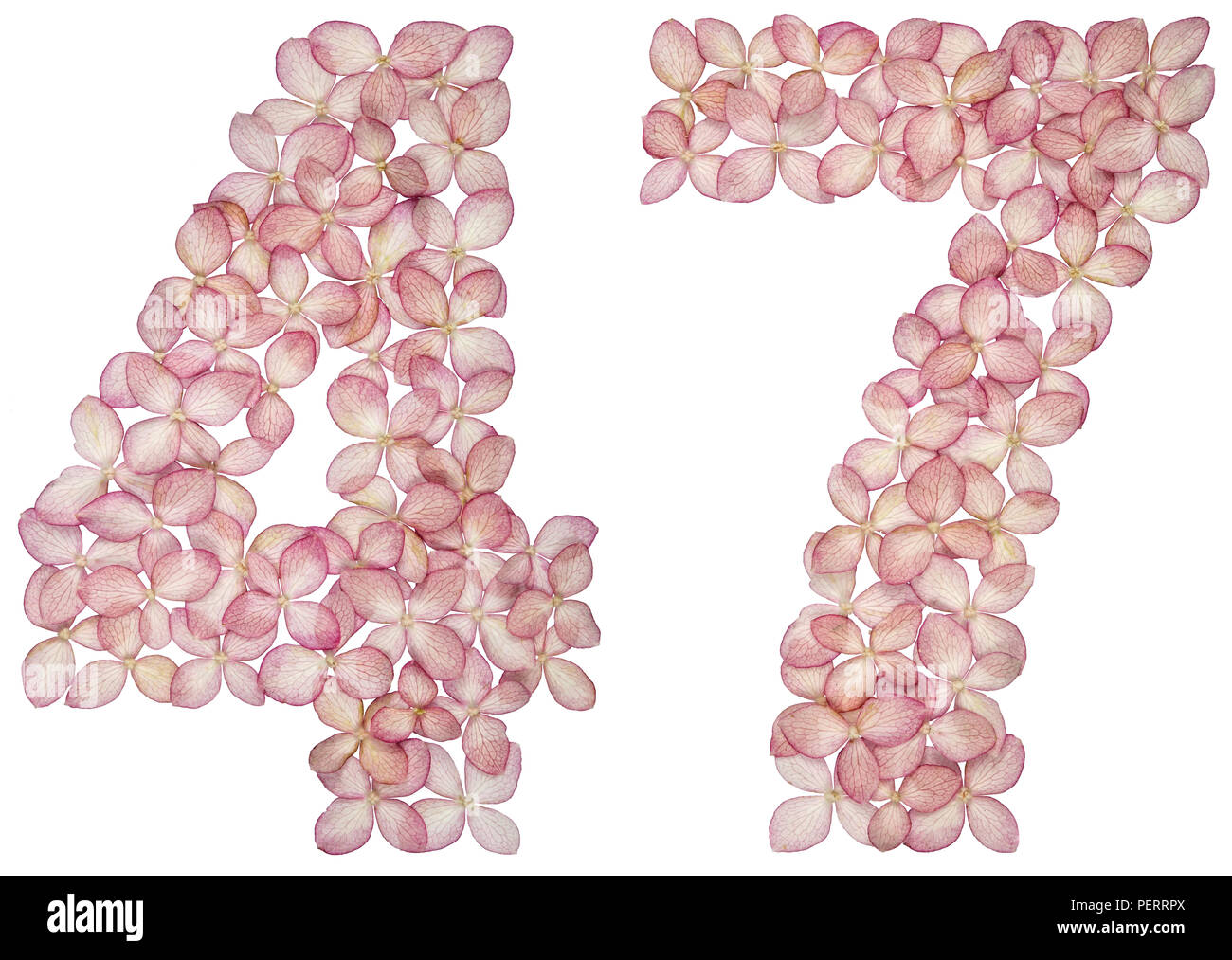 Arabic numeral 47, forty seven, from flowers of hydrangea, isolated on ...