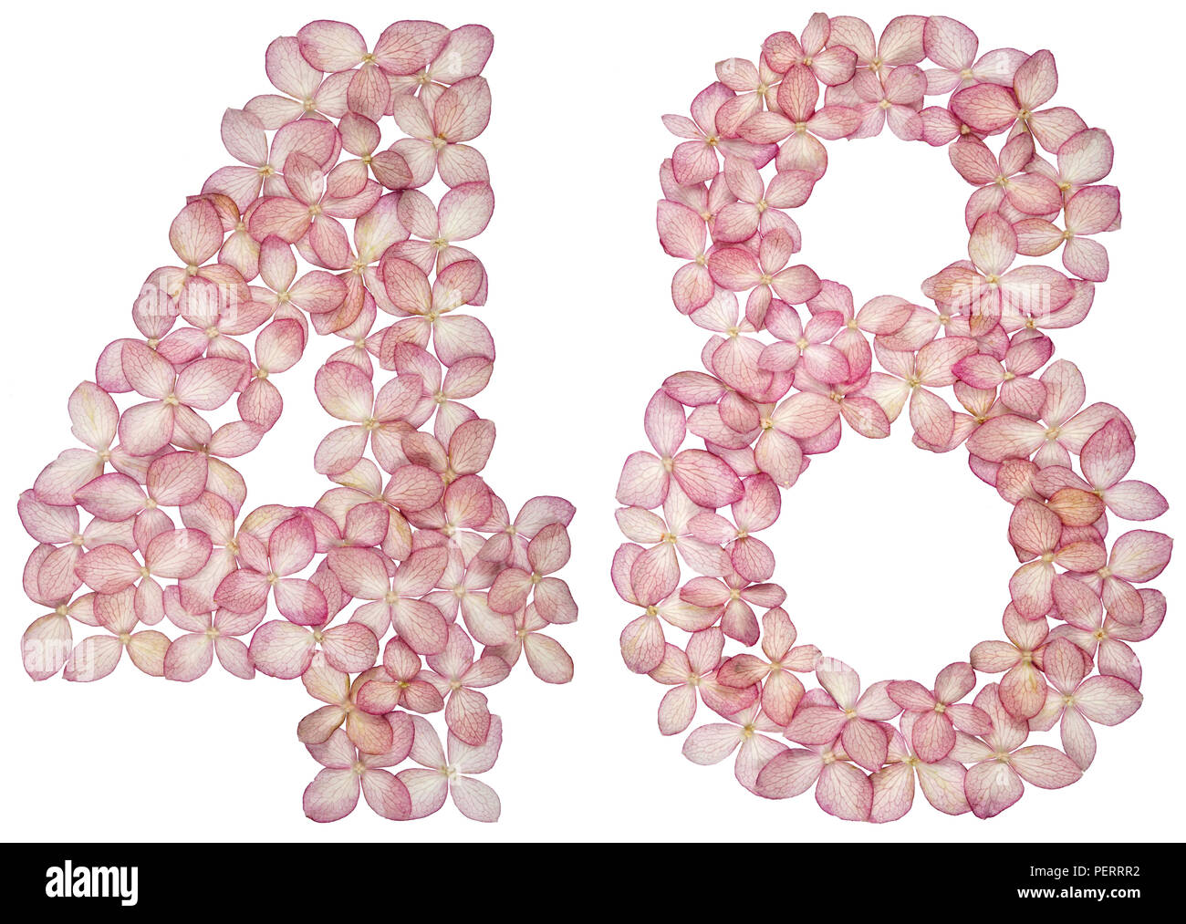 Arabic numeral 48, forty eight, from flowers of hydrangea, isolated on ...