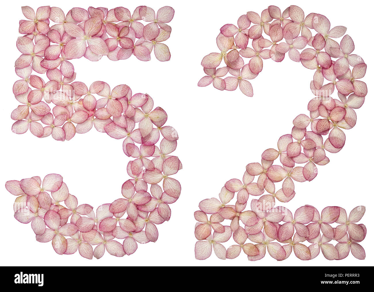 Arabic numeral 52, fifty two, from flowers of hydrangea, isolated on ...