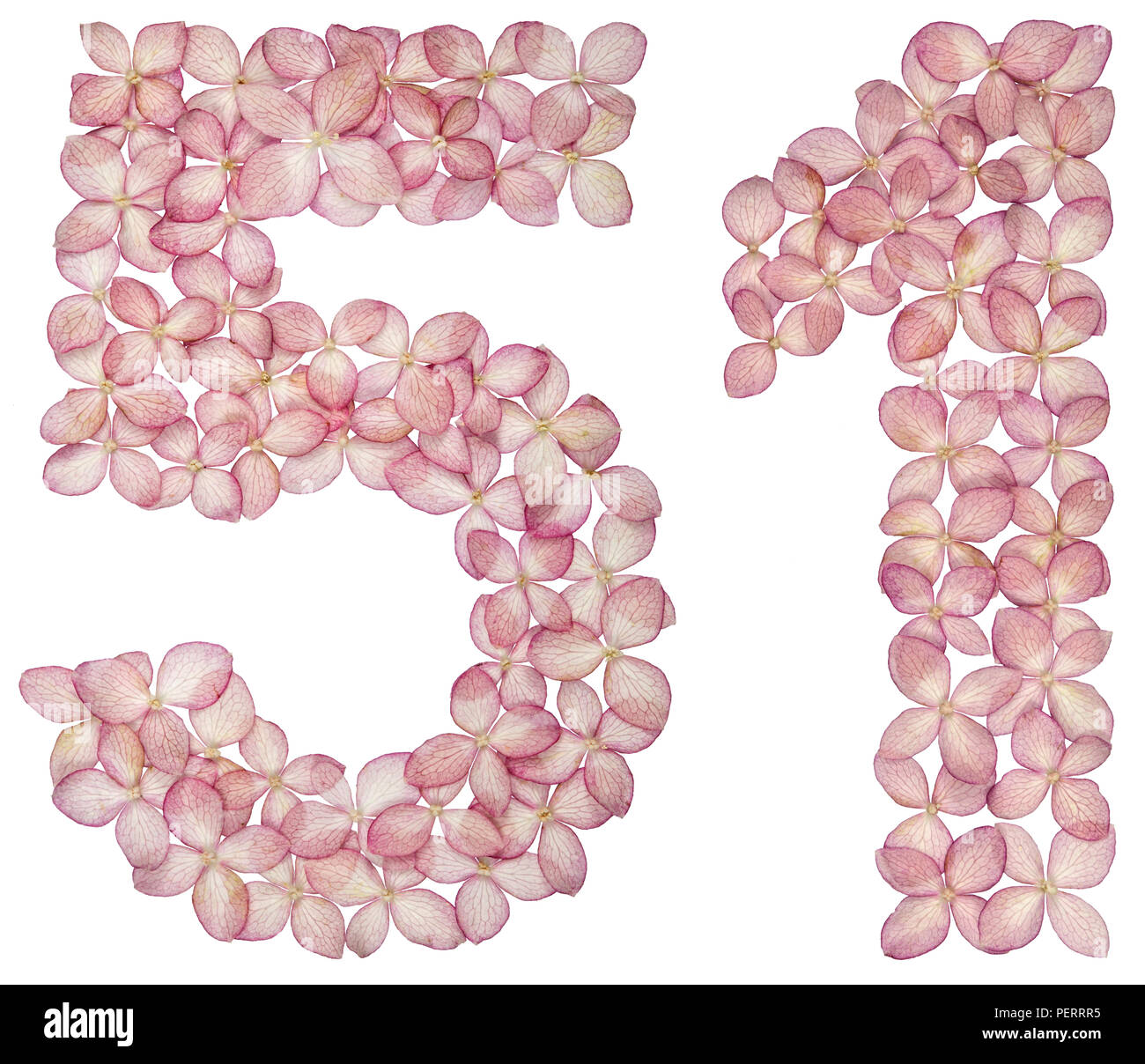 Arabic numeral 51, fifty one, from flowers of hydrangea, isolated on ...