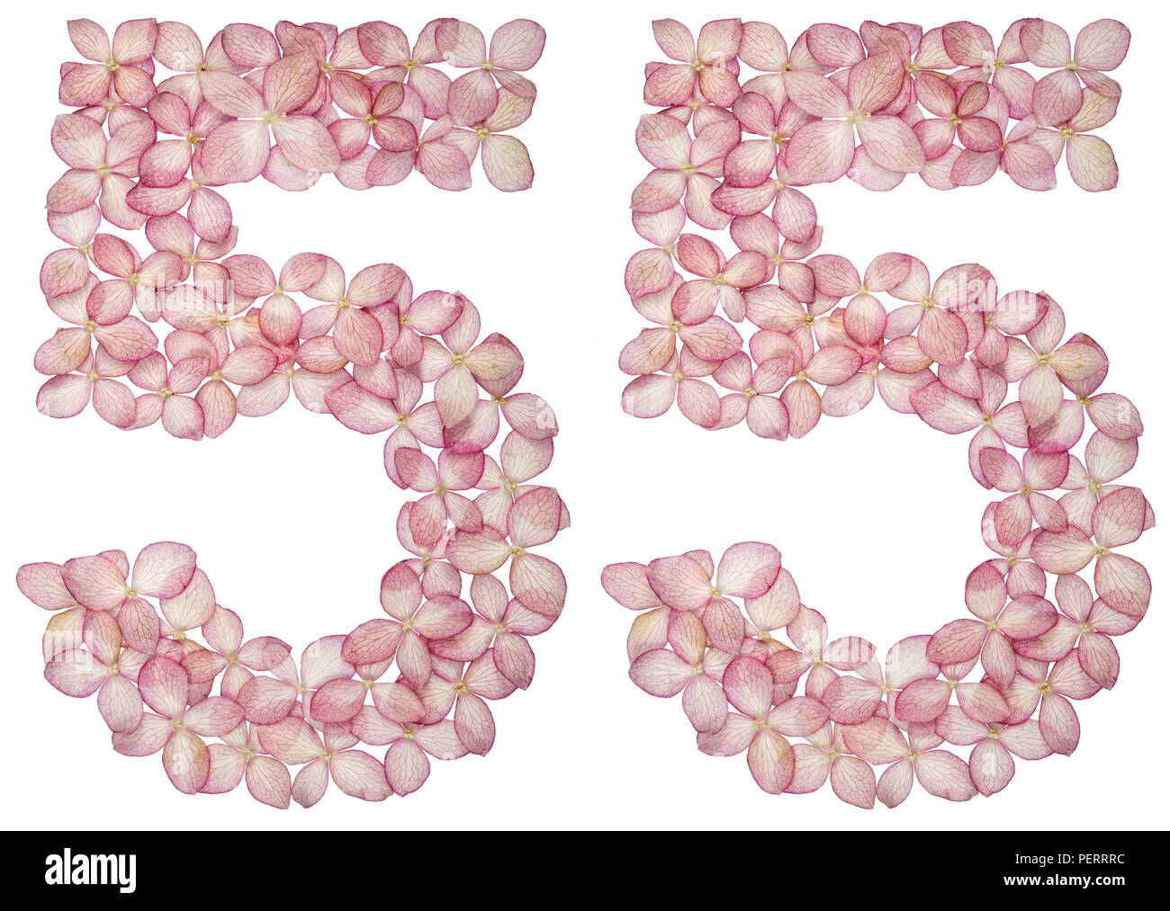 Arabic numeral 55, fifty five, from flowers of hydrangea, isolated on ...