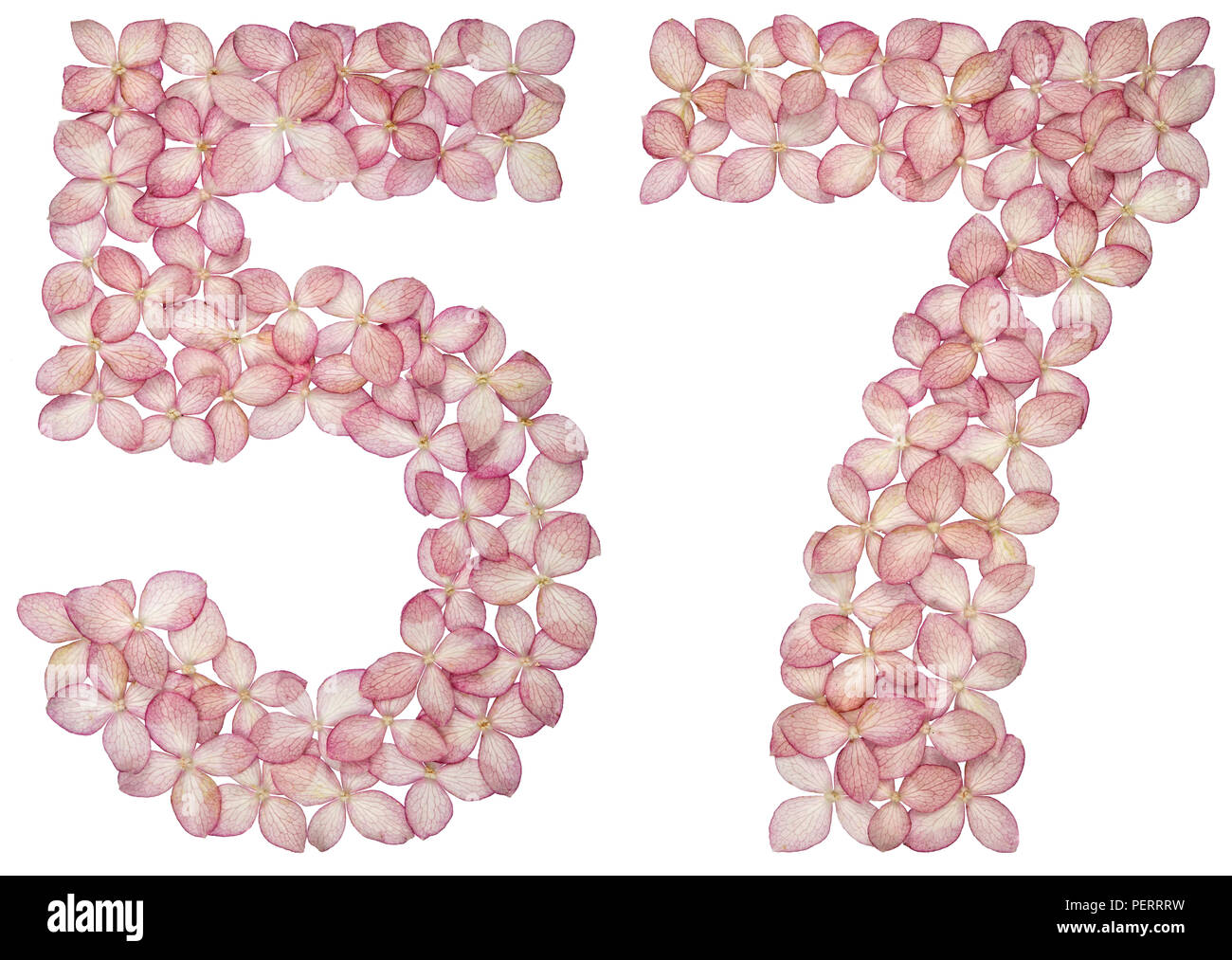 Arabic numeral 57, fifty seven, from flowers of hydrangea, isolated on ...