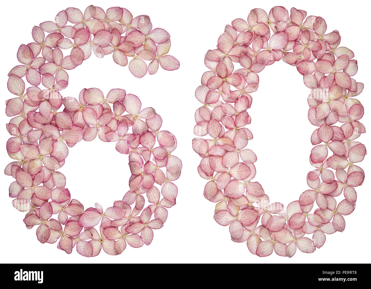 Arabic numeral 60, sixty, from flowers of hydrangea, isolated on white ...