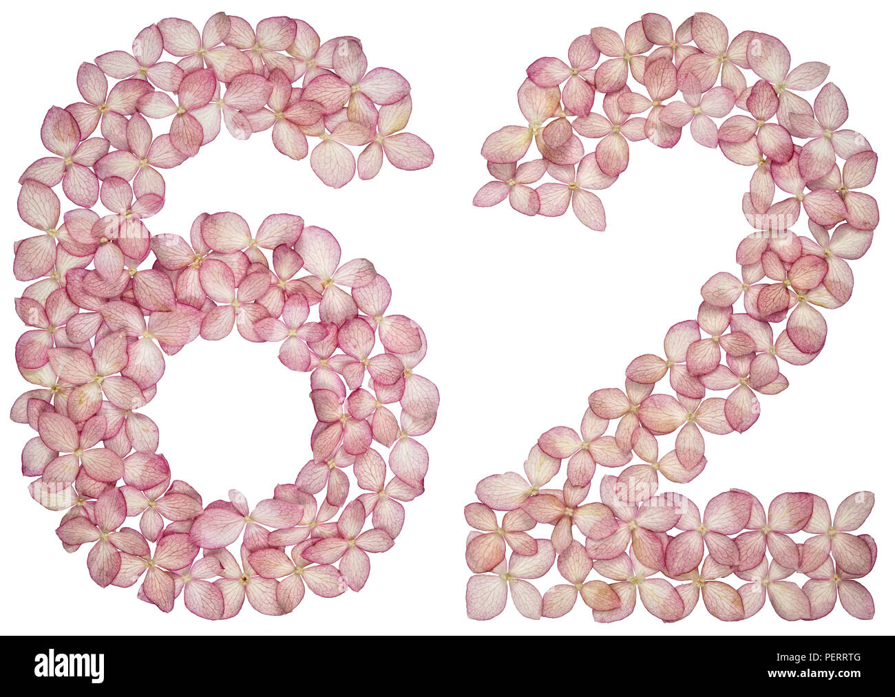 Arabic numeral 62, sixty two, from flowers of hydrangea, isolated on ...