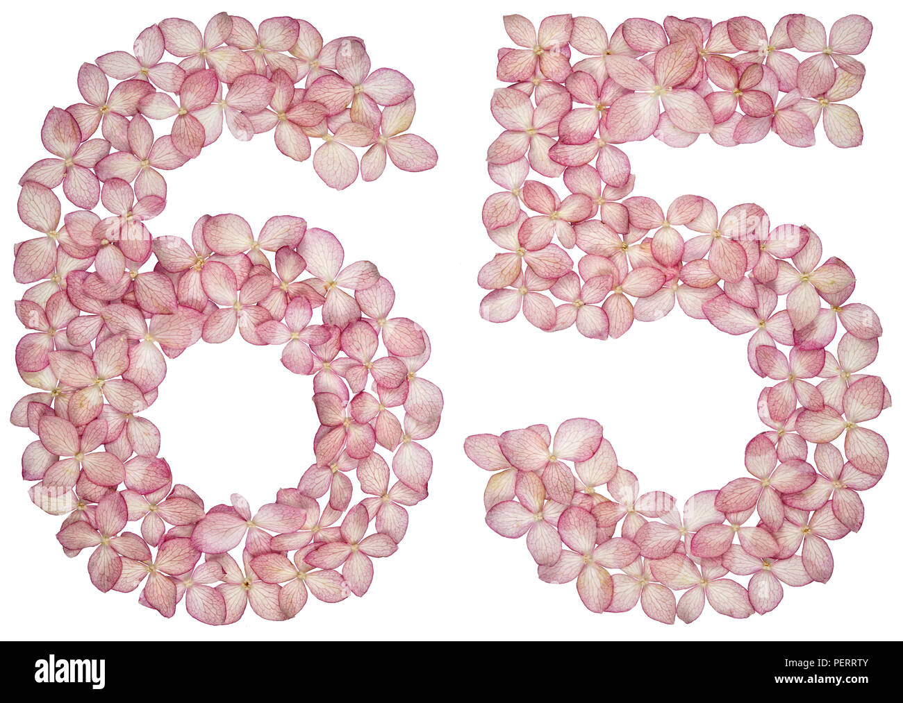 Arabic numeral 65, sixty five, from flowers of hydrangea, isolated on ...