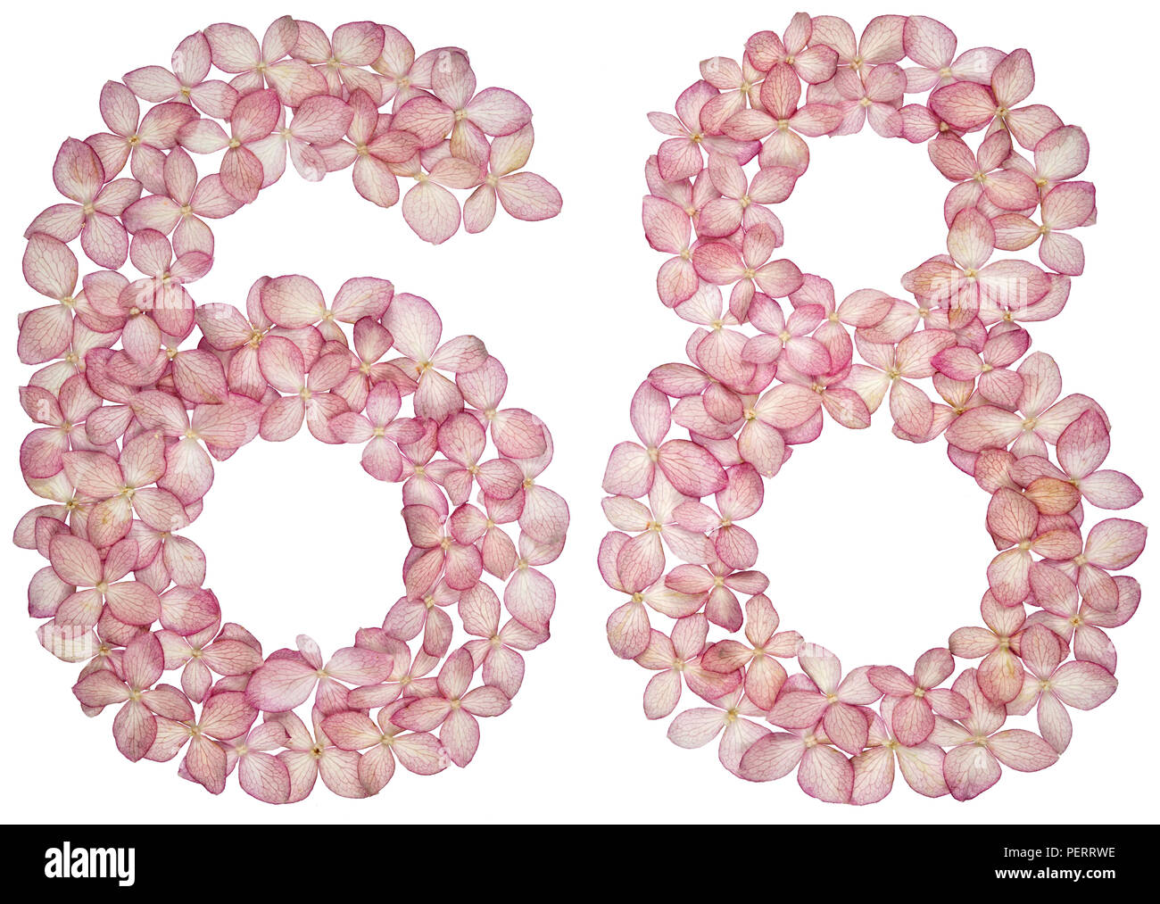 Arabic numeral 68, sixty eight, from flowers of hydrangea, isolated on ...