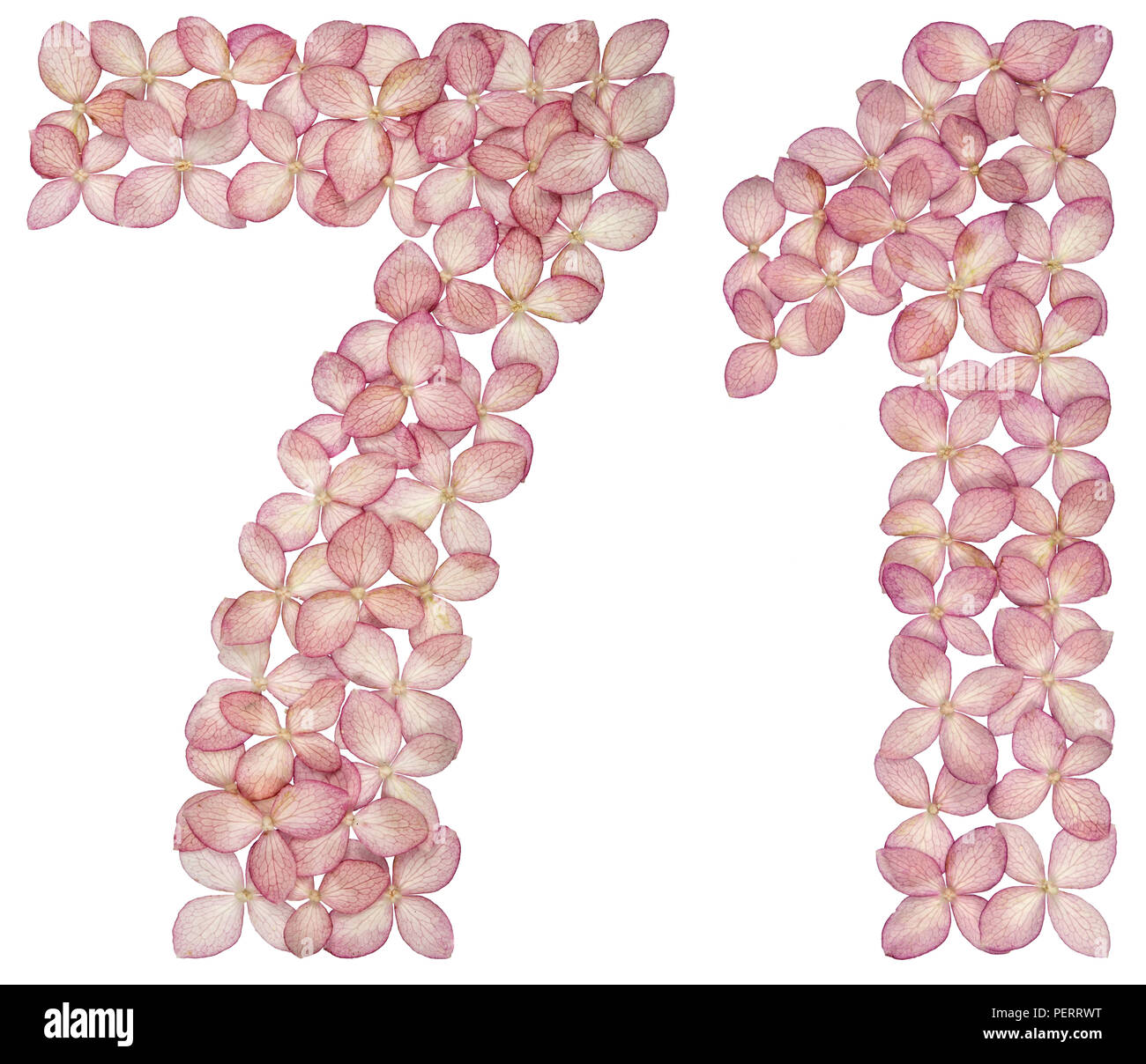 Arabic numeral 71, seventy one, from flowers of hydrangea, isolated on ...