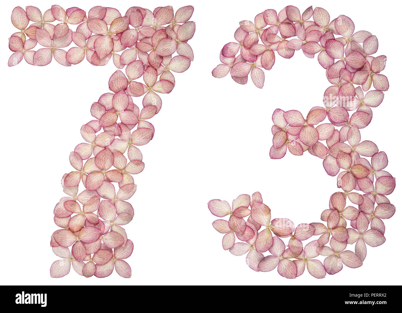 Arabic numeral 73, seventy three, from flowers of hydrangea, isolated ...