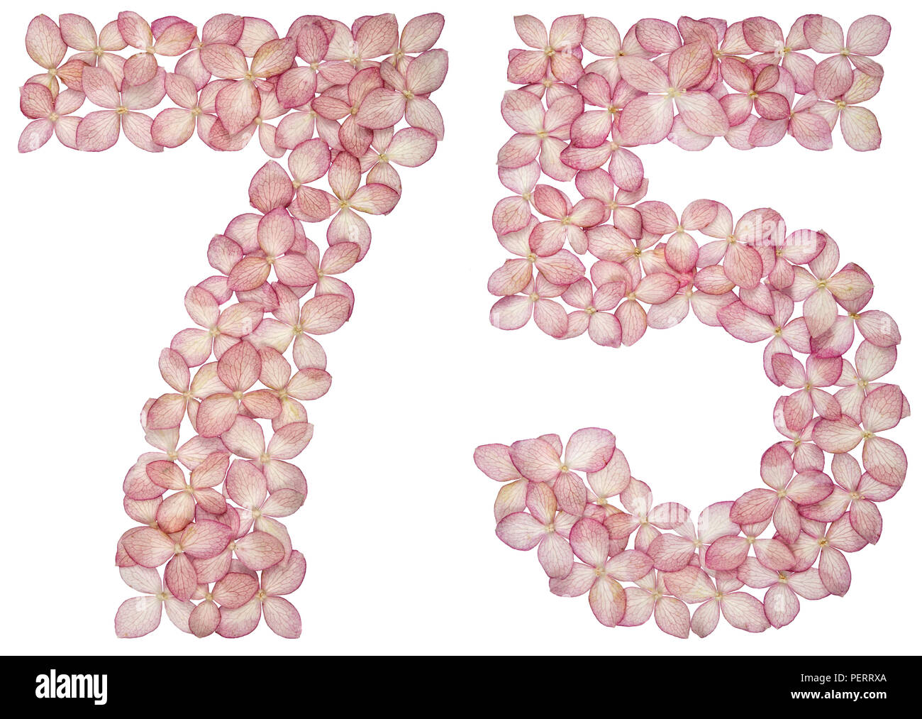 Arabic numeral 75, seventy five, from flowers of hydrangea, isolated on ...