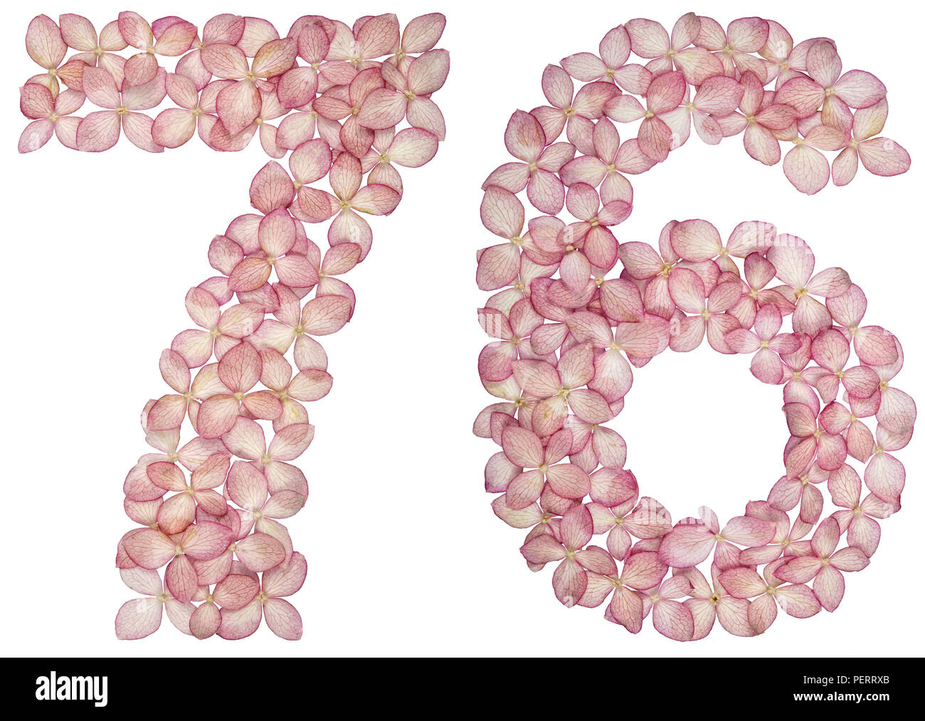 Arabic numeral 76, seventy six, from flowers of hydrangea, isolated on ...