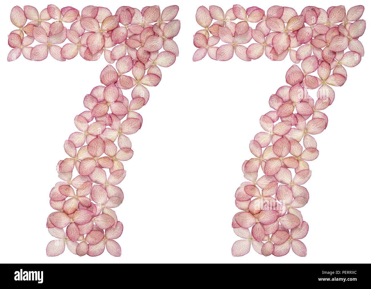 Arabic numeral 77, seventy seven, from flowers of hydrangea, isolated ...