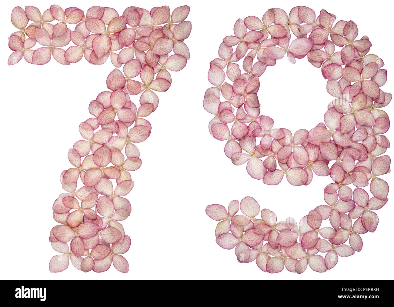 Arabic numeral 79, seventy nine, from flowers of hydrangea, isolated on ...