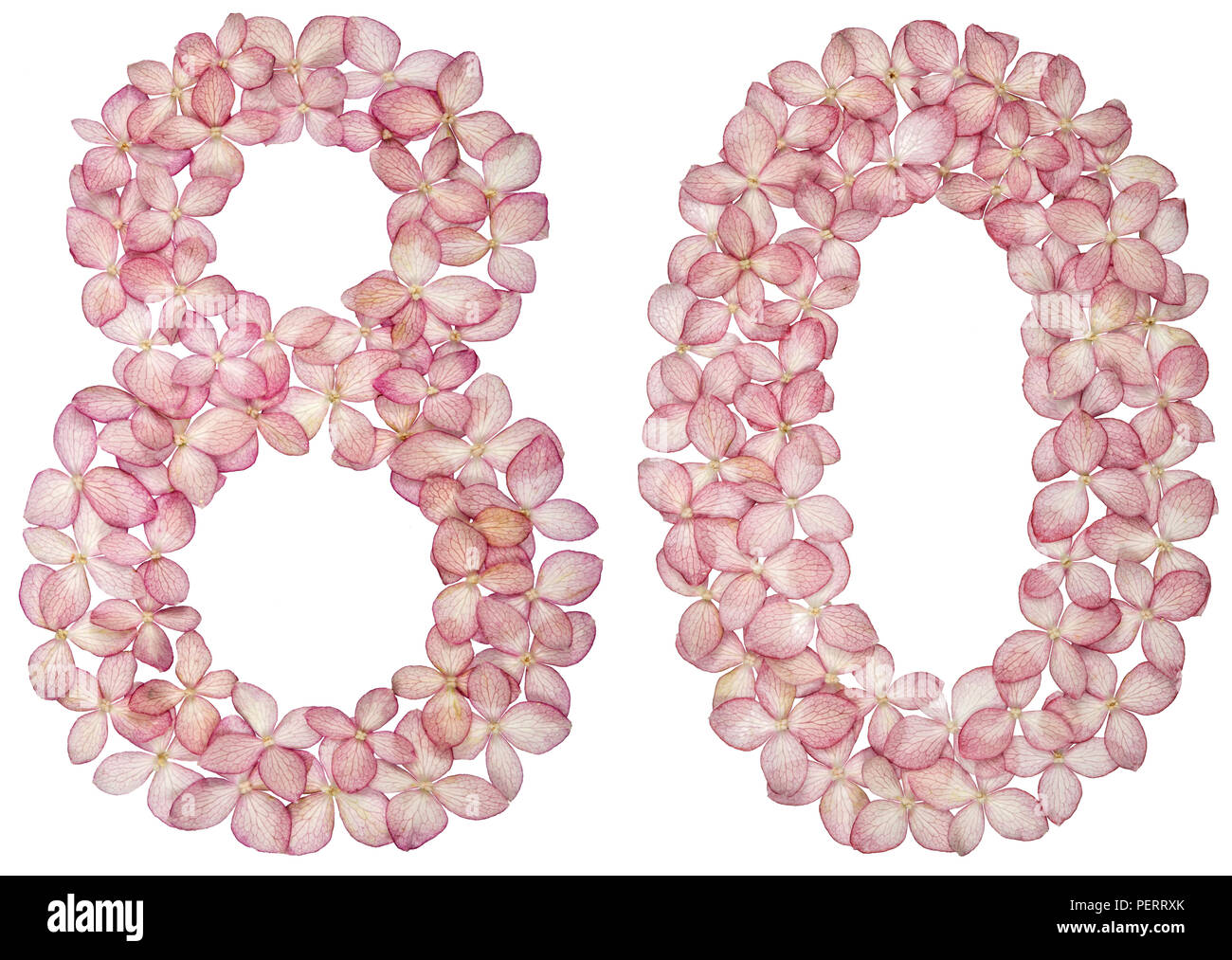 Arabic numeral 80, eighty, from flowers of hydrangea, isolated on white ...