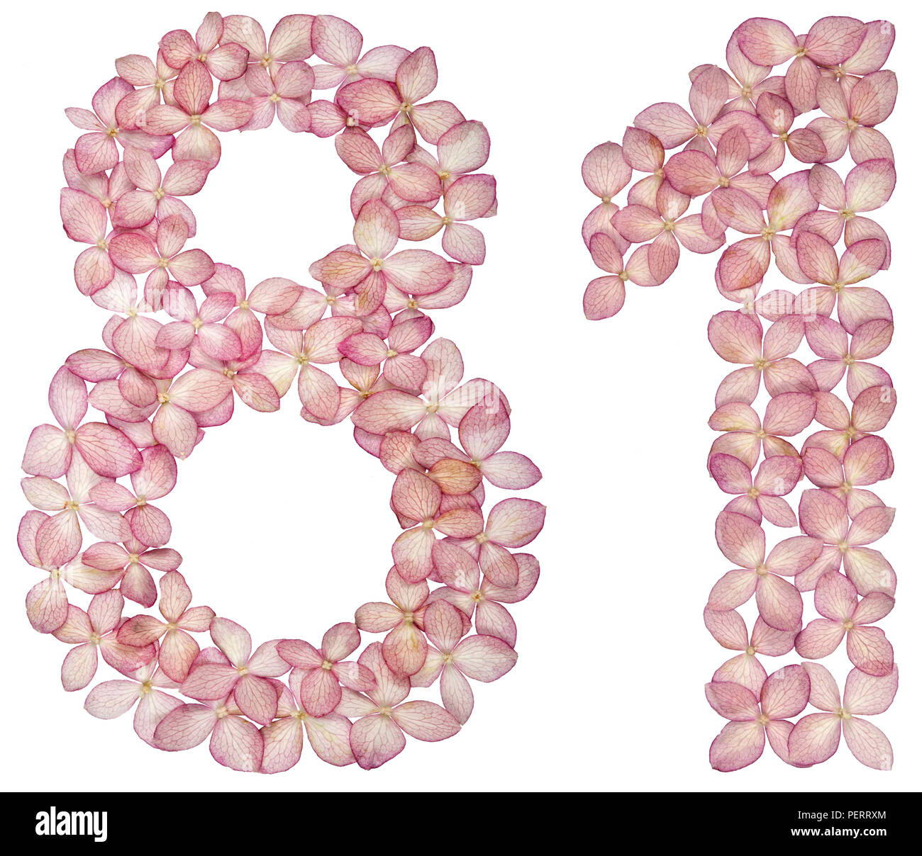Arabic numeral 81, eighty one, from flowers of hydrangea, isolated on ...