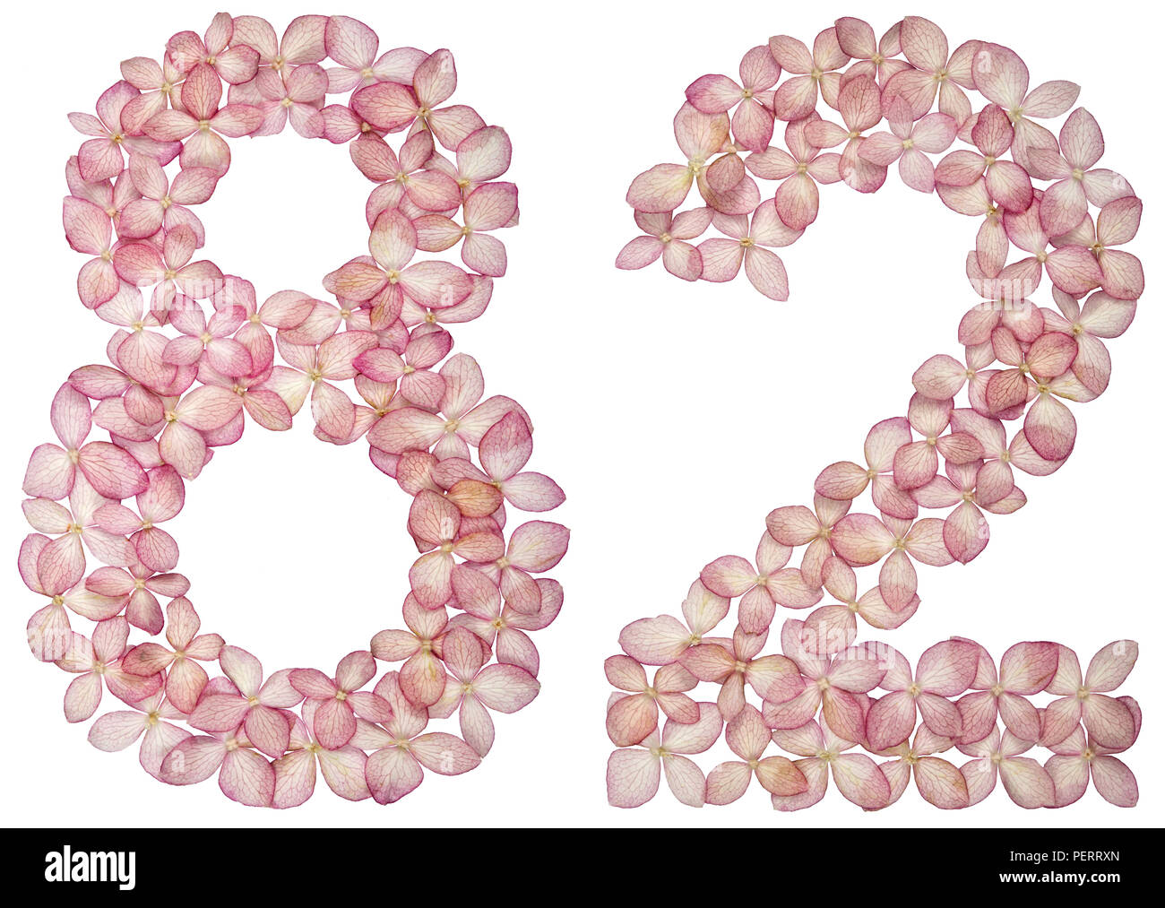 Arabic numeral 82, eighty two, from flowers of hydrangea, isolated on ...