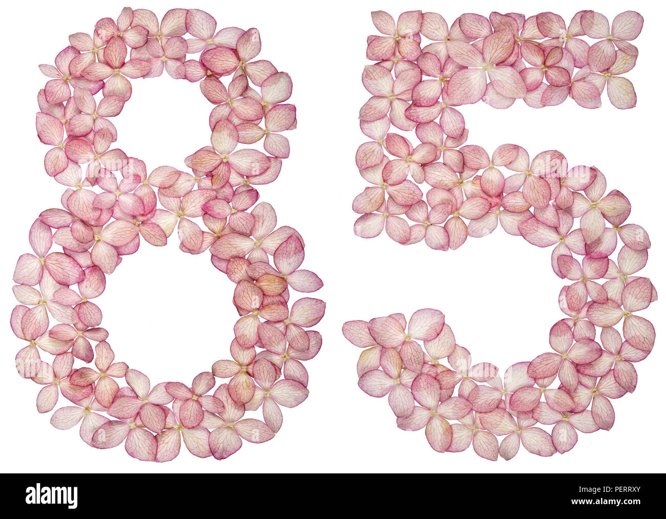Arabic numeral 85, eighty five, from flowers of hydrangea, isolated on ...
