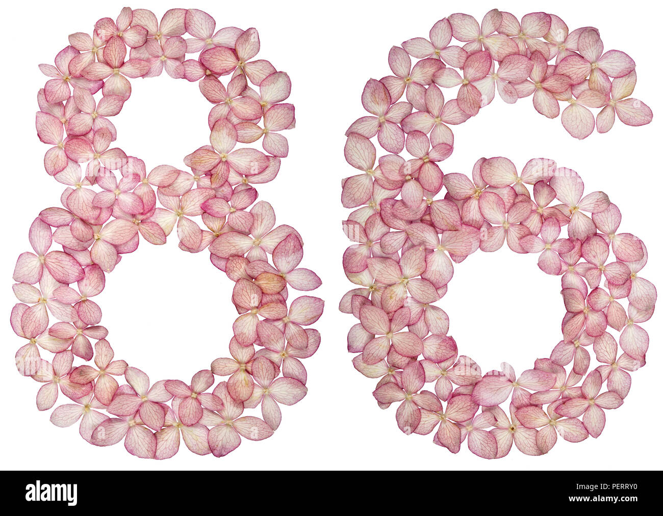 Arabic numeral 86, eighty six, from flowers of hydrangea, isolated on ...