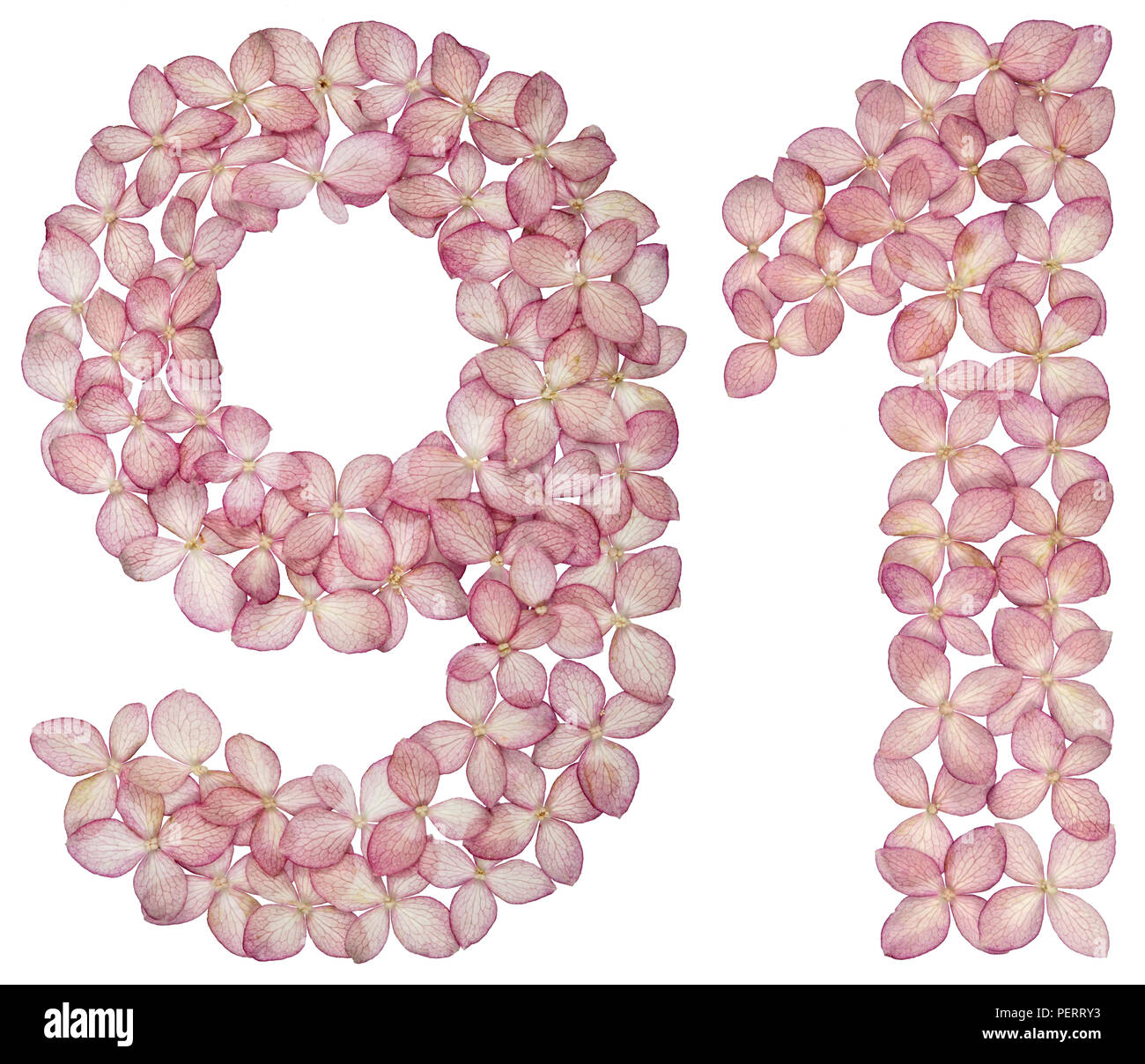 Arabic numeral 91, ninety one, from flowers of hydrangea, isolated on ...