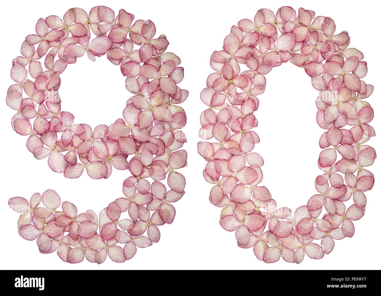 Arabic numeral 90, ninety, from flowers of hydrangea, isolated on white ...