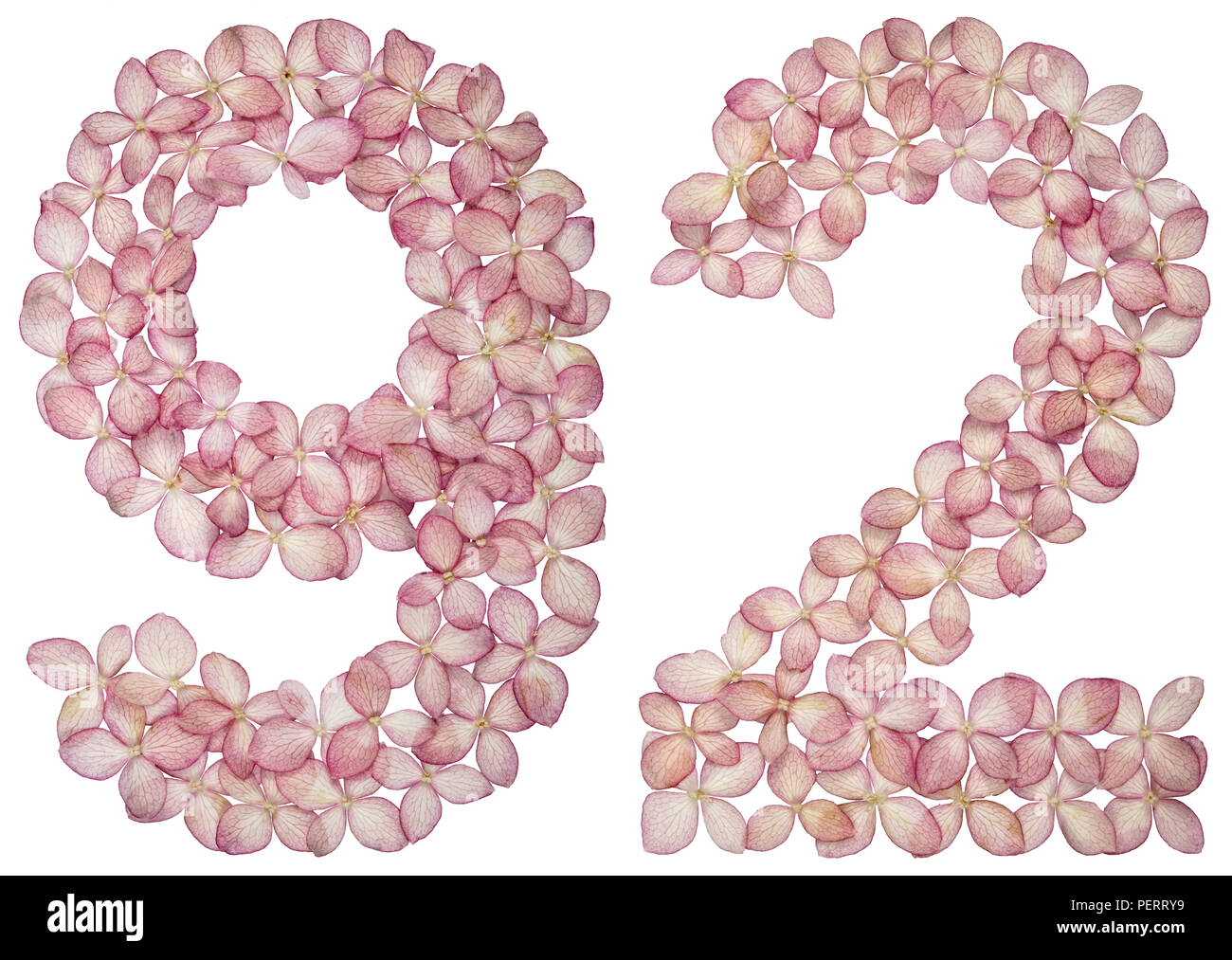 Arabic numeral 92, ninety two, from flowers of hydrangea, isolated on ...