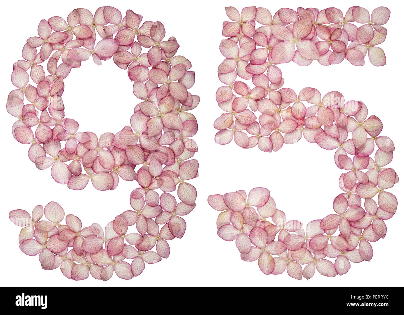 Arabic numeral 95, ninety five, from flowers of hydrangea, isolated on ...