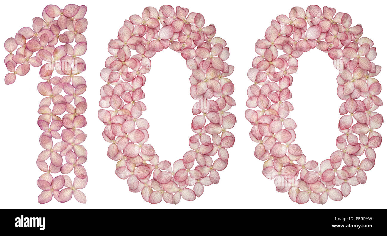 Arabic numeral 100, one hundred, from flowers of hydrangea, isolated on ...