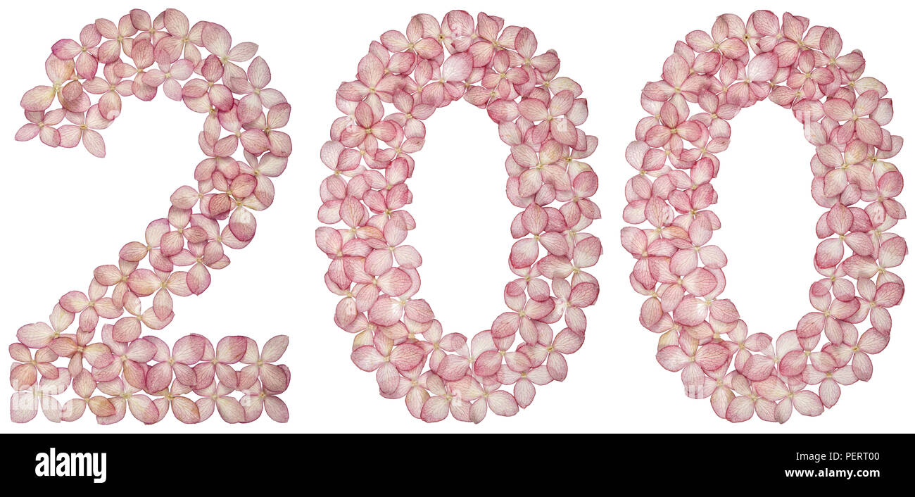 Arabic numeral 200, two hundred, from flowers of hydrangea, isolated on ...