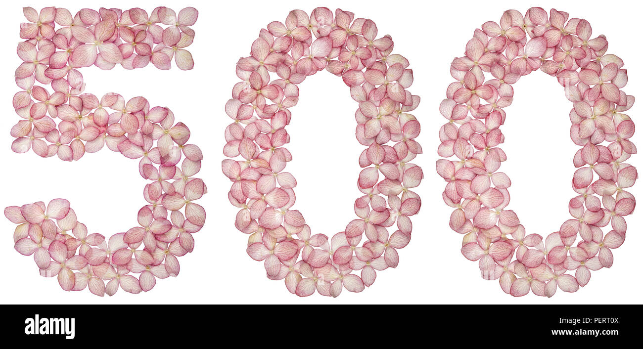 Arabic numeral 500, five hundred, from flowers of hydrangea, isolated ...
