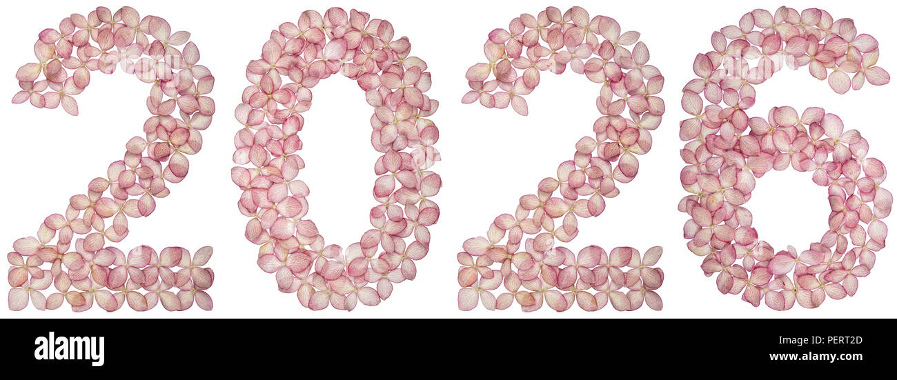 Numeral 2026 from flowers of hydrangea, isolated on white background ...