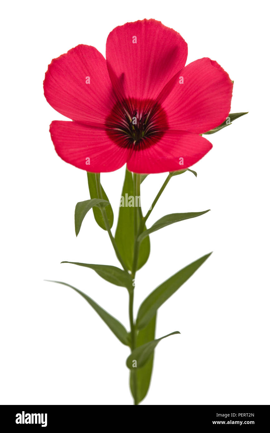 Red flower of flax, isolated on white background Stock Photo - Alamy